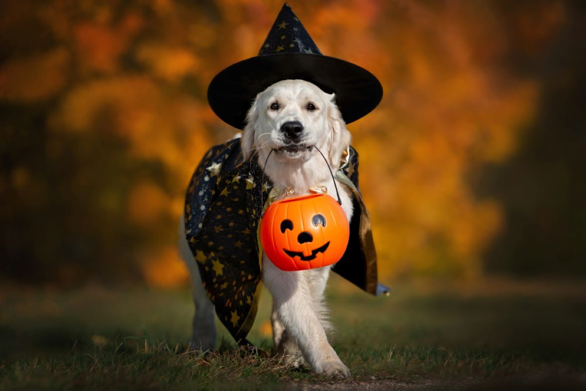 Halloween a Hatvani Vadasparkban 2024 - Képek, Leírás, Vélemények ...